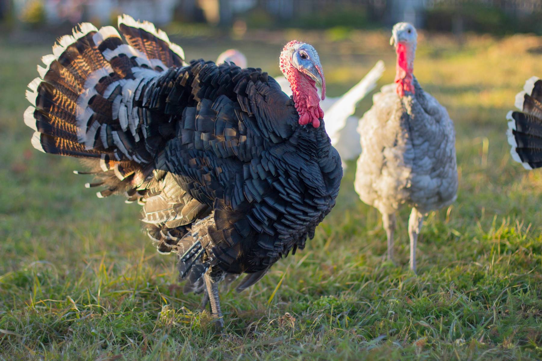 Ready For Slaughter Turkeys Live Keeping Turkeys For Meat, Eggs And